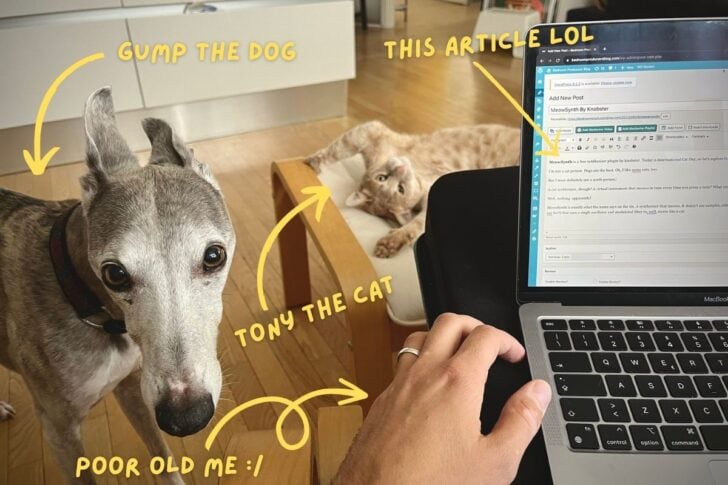 MeowSynth by Knobster (Free Download) - Bedroom Producers Blog